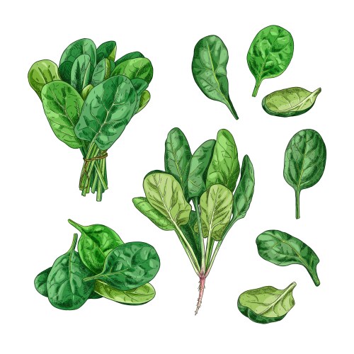 A bundle of spinach Royalty Free Vector Image - VectorStock