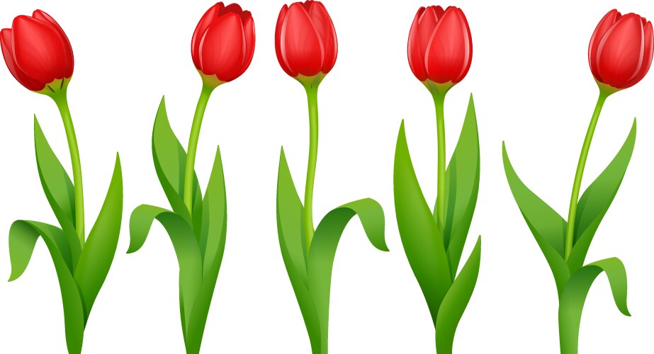 Tulip Vector Images (over 69,000)