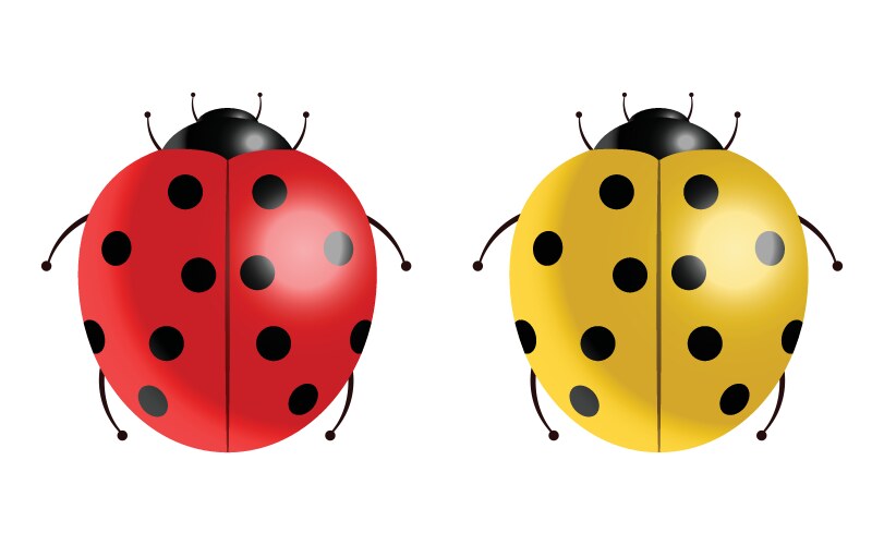 Cute ladybugs Royalty Free Vector Image - VectorStock