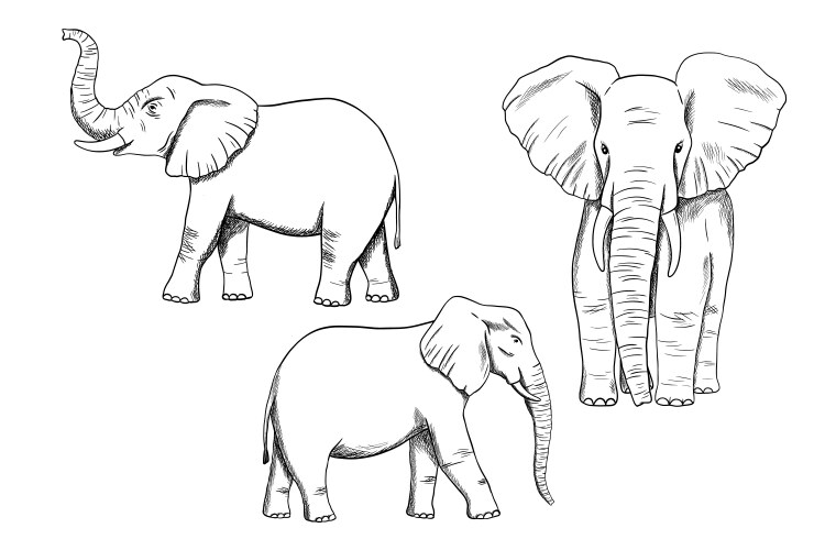 Elephant line sketch isolated on white background Vector Image