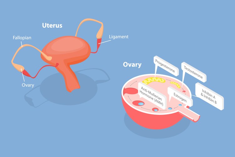 Pcos Vector Images (over 240)