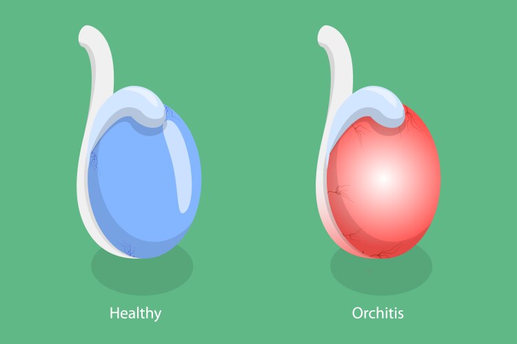 Testicle Cartoon Testis Vector Images (39)