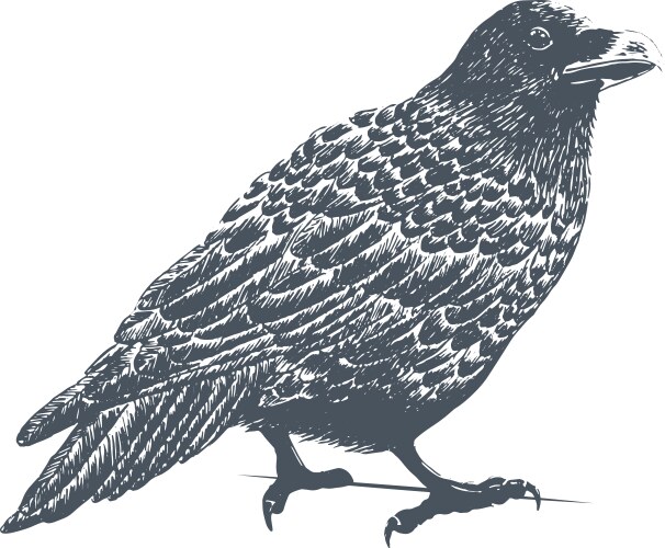 Raven Vector Images (over 8,100)