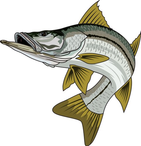 Snook Vector Images (60)
