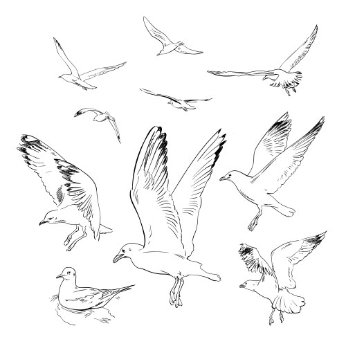 Sketch set flying seagulls bird gull Royalty Free Vector