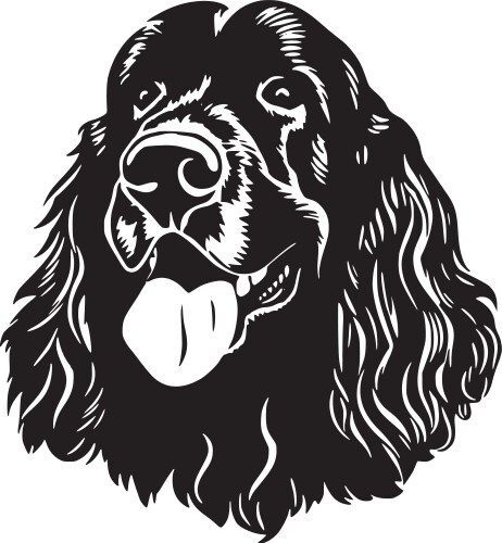 English cocker spaniel head Royalty Free Vector Image