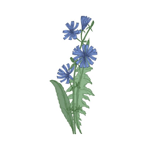 Ink drawing plant of chicory Royalty Free Vector Image
