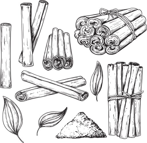 Cinnamon Sketch Vector Images (over 3,800)