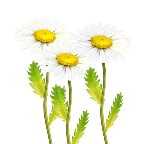 Daisy Flower Vector Images (over 60,000)