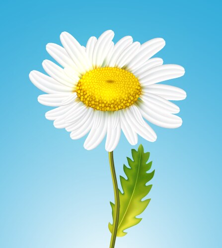 Daisy Flower Vector Images (over 80,000)