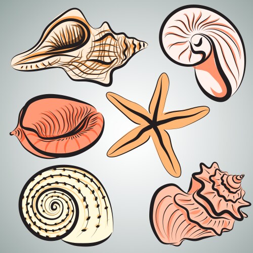 Seashells Royalty Free Vector Image - VectorStock