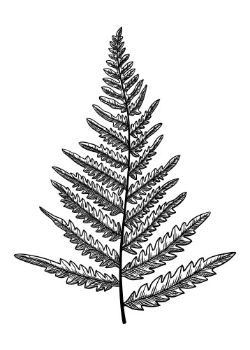 Botanical Fern Drawing Vector Images (over 4,500)