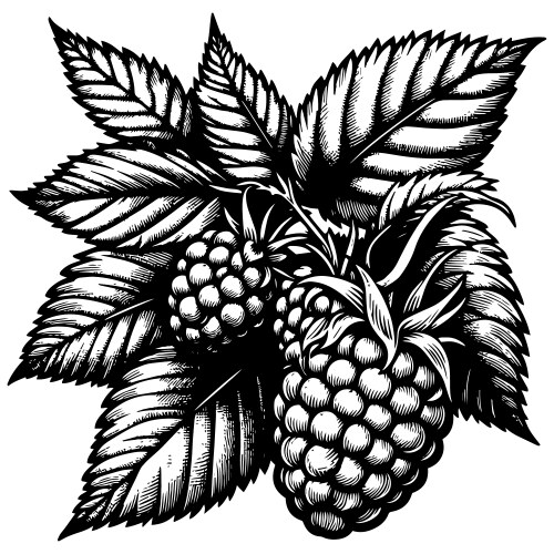Raspberry plant engraving with leaves Royalty Free Vector