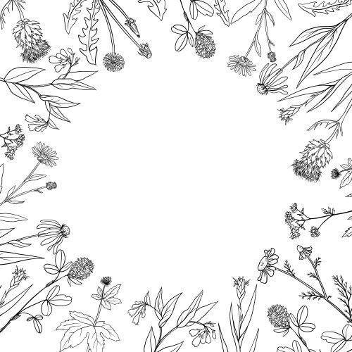 Medical plants Royalty Free Vector Image - VectorStock
