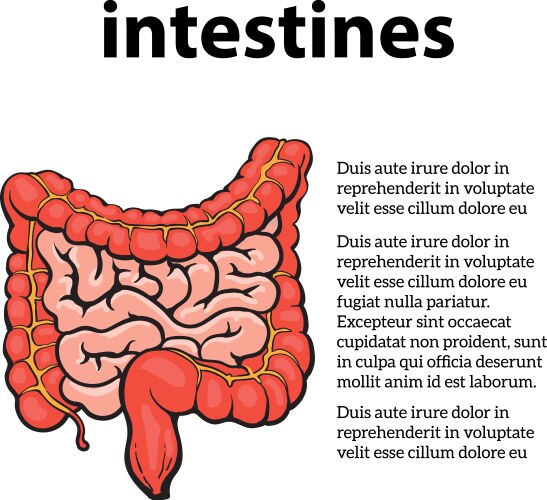 Human internal organs in male and female bodies Vector Image