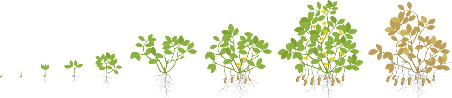 Peanut Vector Images (over 17,000)