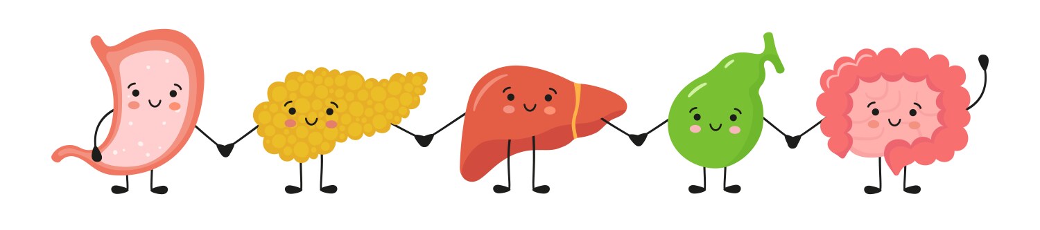 Pancreas kawaii healthy character with smile Vector Image