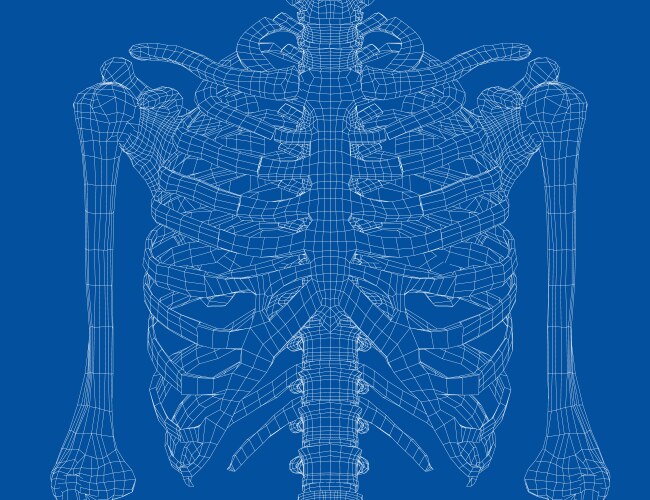 Human Skeleton Vector Images (over 59,000)