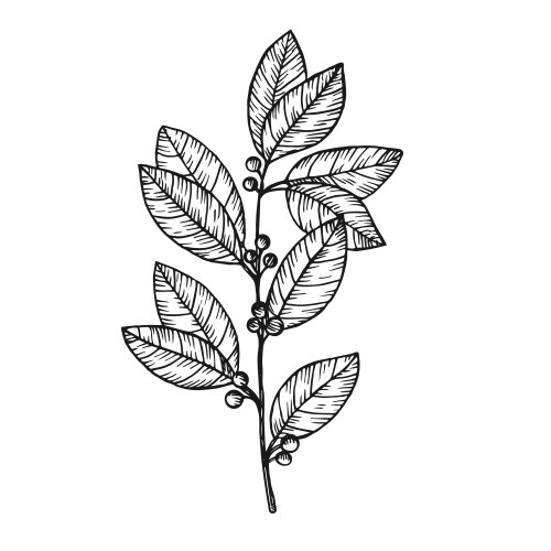 Frame with leaves of yerba mate Royalty Free Vector Image