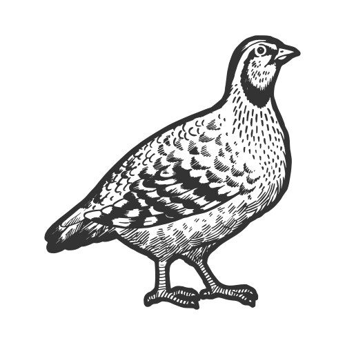 Partridge bird sketch engraving Royalty Free Vector Image