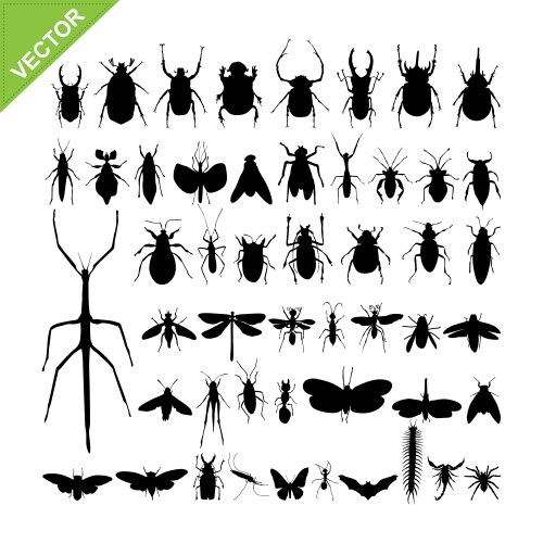 Insect Vector Images (over 240,000)