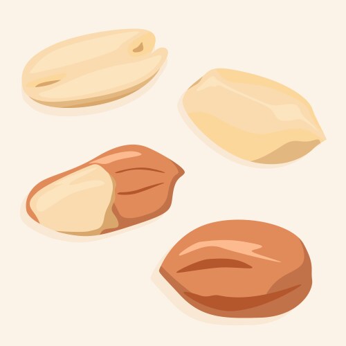 Peanut kernels in shell and half open Royalty Free Vector