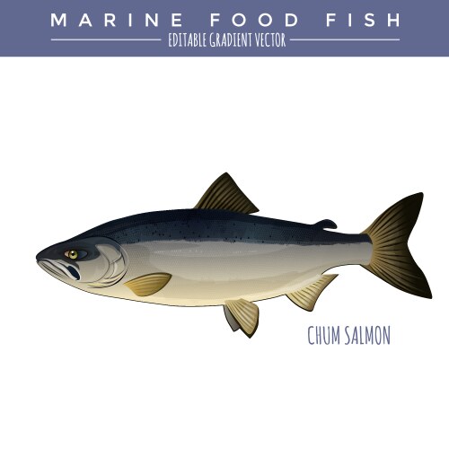 Salmon fish package mockup set realistic Vector Image