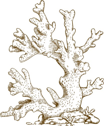 Coral Vector Images (over 74,000)