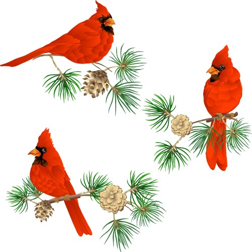 Red cardinal bird Royalty Free Vector Image - VectorStock