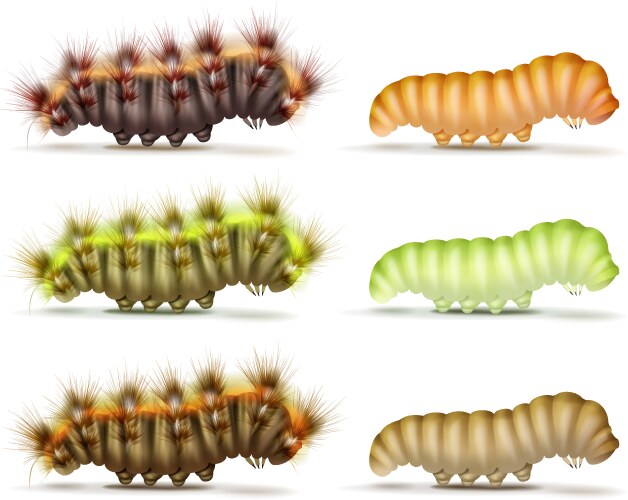 Butterfly life cycle infographics Royalty Free Vector Image