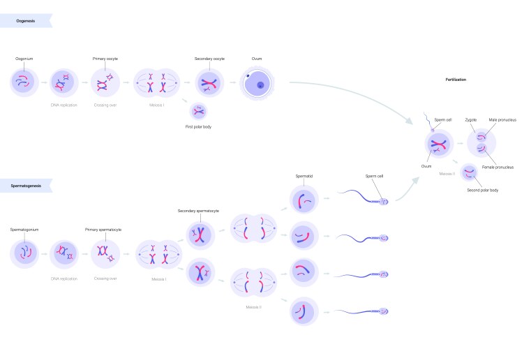 Reproductive system concept Royalty Free Vector Image