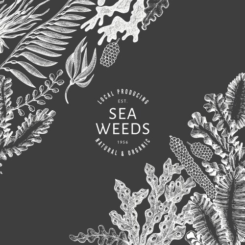 Seaweed design template hand drawn seaweeds Vector Image