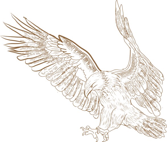 Flying Falcon Outline Sketching Peregrine Falcon Birds From Life