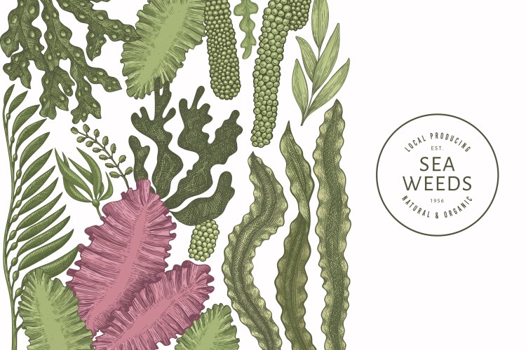 Seaweed color design template hand drawn seaweeds Vector Image