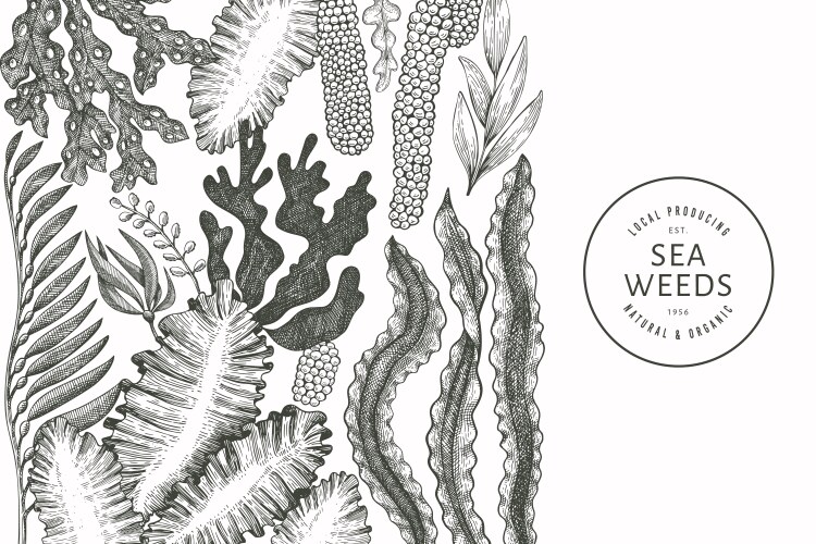 Seaweed design template hand drawn seaweeds Vector Image