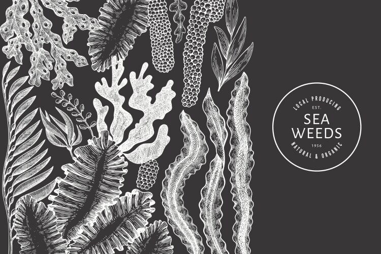 Seaweed design template hand drawn seaweeds Vector Image