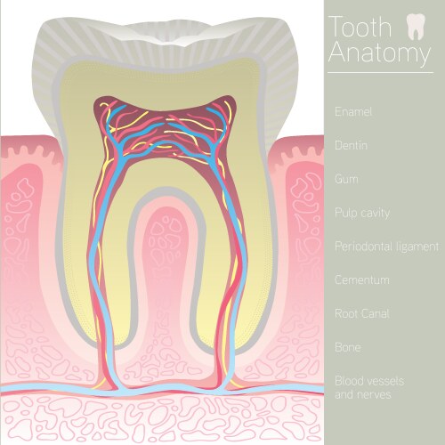 Human tooth structure medical Royalty Free Vector Image