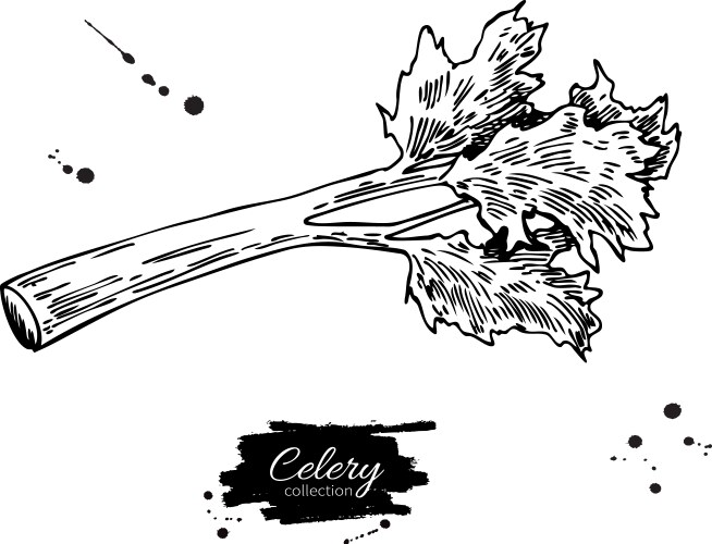 Celery drawing isolated hand drawn object Vector Image