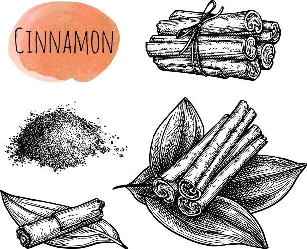 Cinnamon Vector Images (over 21,000)
