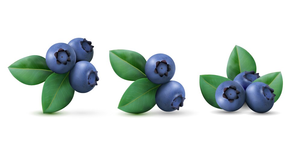Realistic of blueberry Royalty Free Vector Image