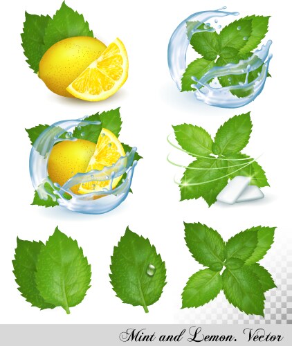 Honey ginger lemon and mint drawing Royalty Free Vector