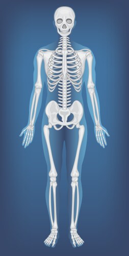 Skeleton scan Royalty Free Vector Image - VectorStock