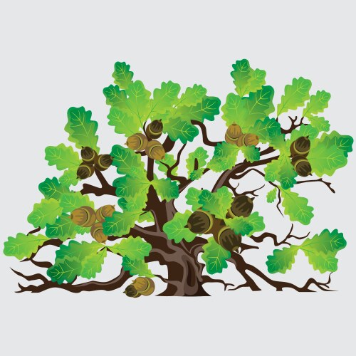 Oak Tree Vector Images (over 59,000)