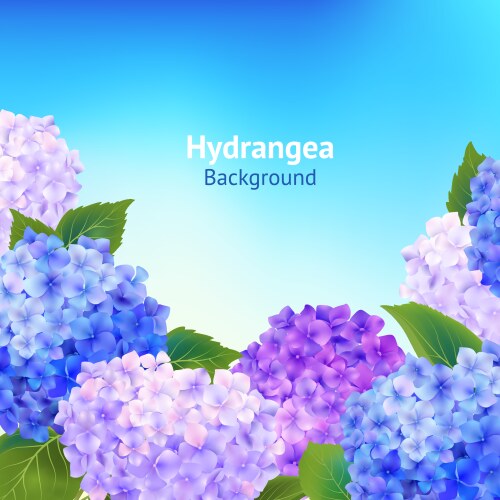 Hydrangea Vector Images (over 7,900)