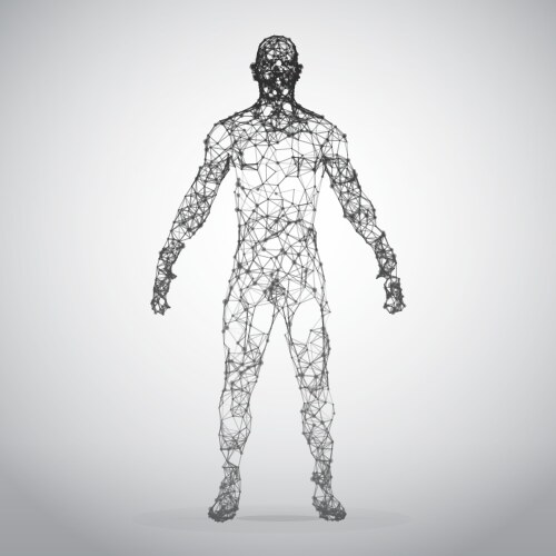 3d wireframe human body Royalty Free Vector Image