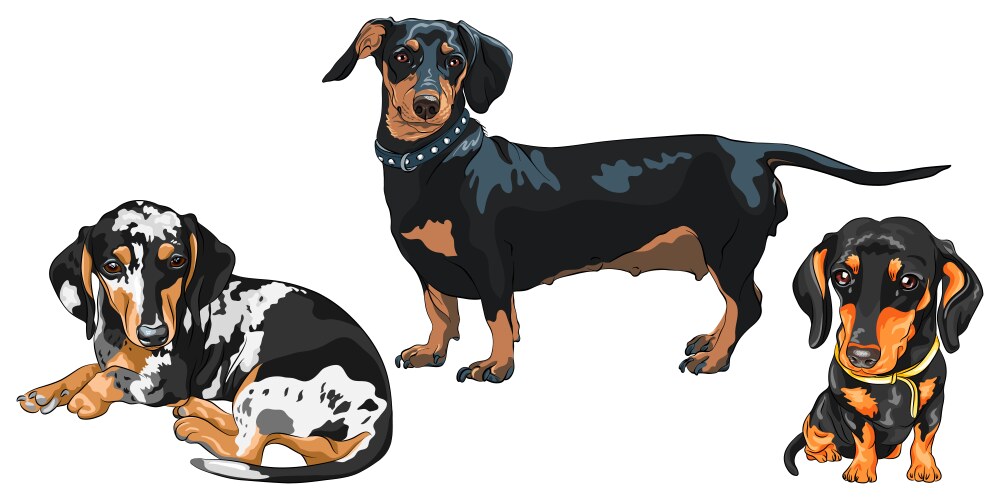 Dachshund Vector Images (over 8,100)