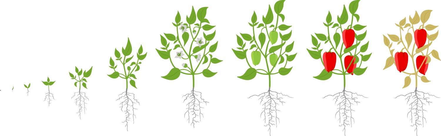 Chili Pepper Growth Stages Royalty Free Vector Image