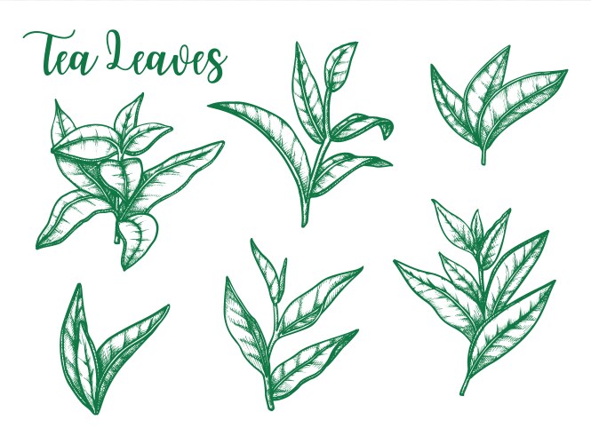 Hand drawn tea leaf side view sketch Royalty Free Vector