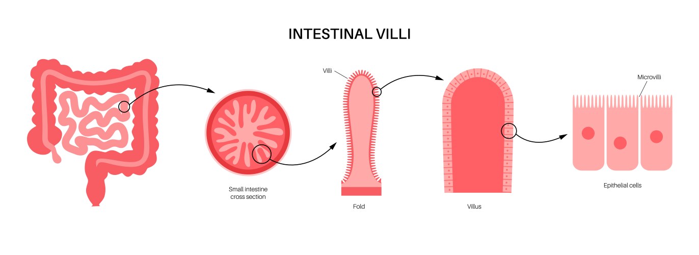 Intestinal cell system human medical anatomy Vector Image