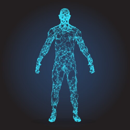 3d wireframe human body Royalty Free Vector Image